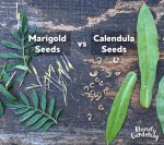 Calendula vs. Marigolds - The Differences - Unruly Gardening