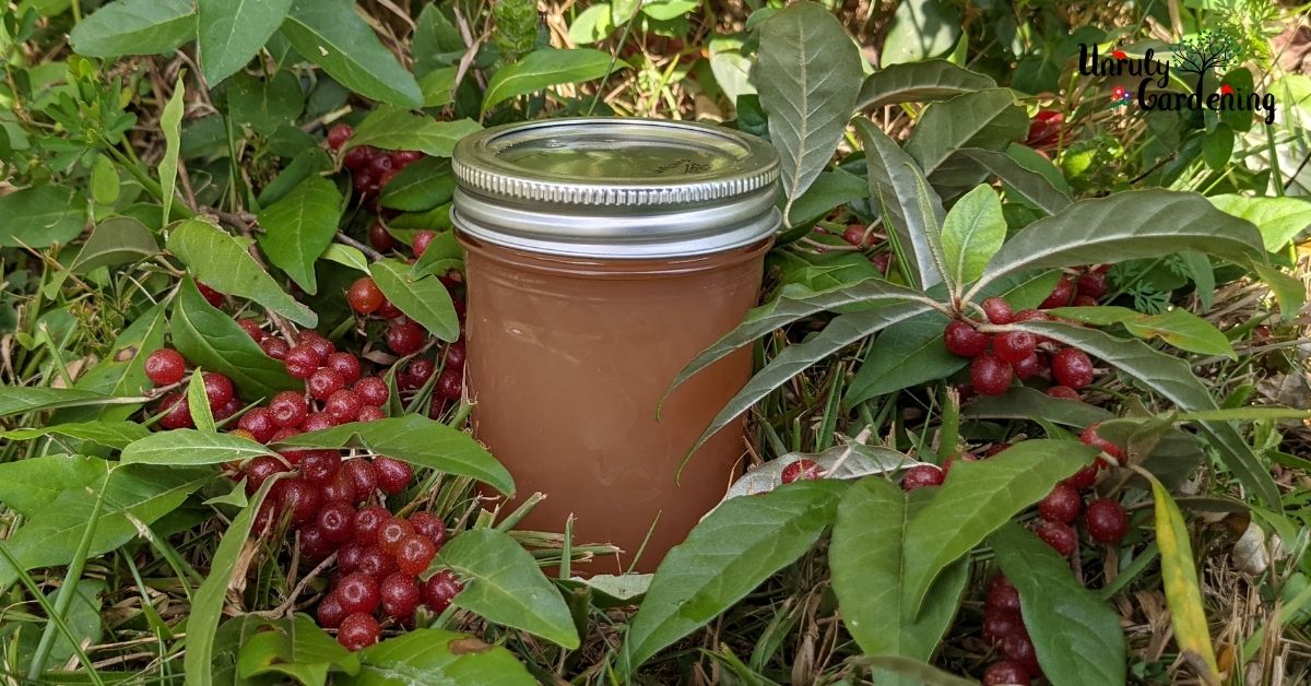 How to Make Dandelion Jelly - Unruly Gardening