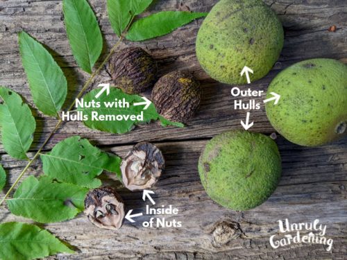 Harvesting & Drying Black Walnuts (+hull & leaf uses!) - Unruly Gardening