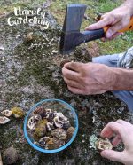 Harvesting & Drying Black Walnuts (+hull & leaf uses!) - Unruly Gardening