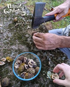 Harvesting & Drying Black Walnuts (+hull & leaf uses!) - Unruly Gardening