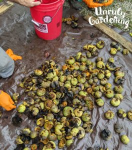 Harvesting & Drying Black Walnuts (+hull & leaf uses!) - Unruly Gardening