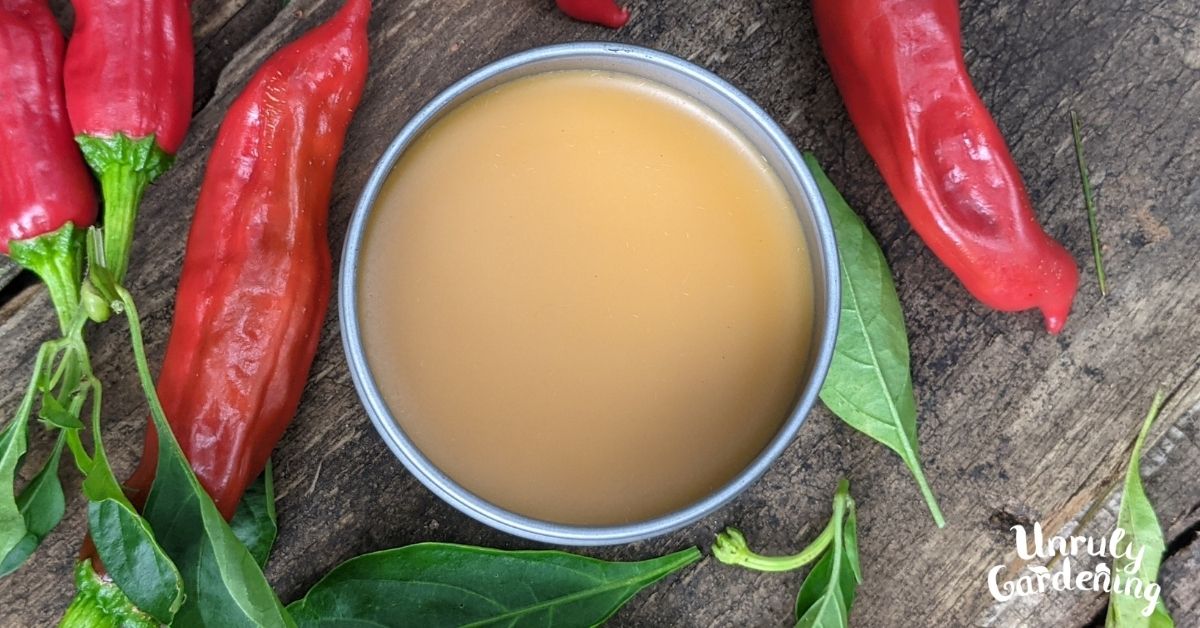 Spicy Pain Salve Recipe - Unruly Gardening