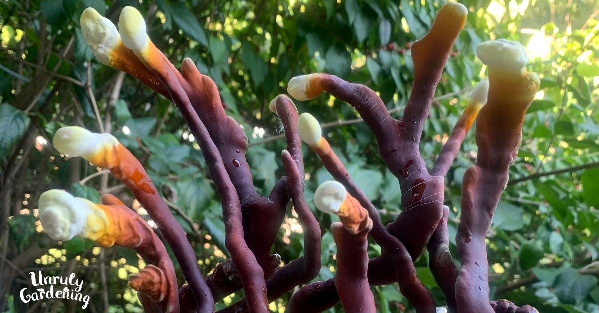 Foraging & Using Reishi Mushrooms - Unruly Gardening