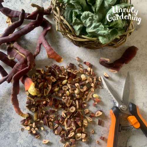 How to Grow Antler Reishi at Home (Easy!) - Unruly Gardening