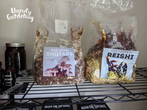 How to Grow Antler Reishi at Home (Easy!) - Unruly Gardening