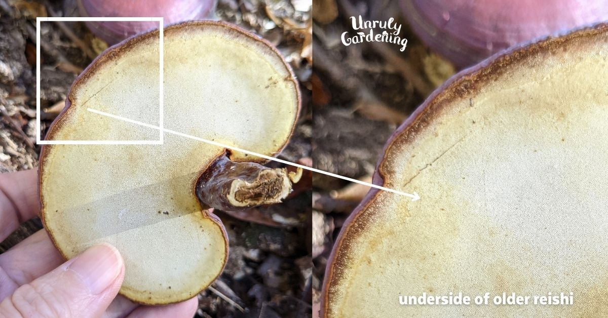 Foraging & Using Reishi Mushrooms - Unruly Gardening