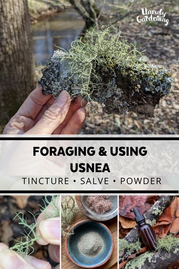 Foraging Usnea Sustainably uses Recipes Unruly Gardening Foraging Usnea Sustainably uses Recipes Unruly Gardening