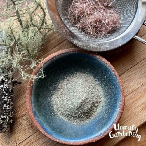 Foraging Usnea Sustainably (+uses & recipes!) - Unruly Gardening