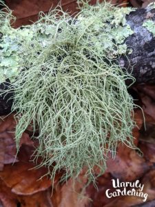 Foraging Usnea Sustainably (+uses & recipes!) - Unruly Gardening