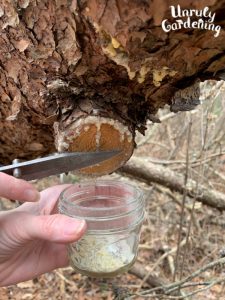 How to Forage & Use Pine Resin - Unruly Gardening