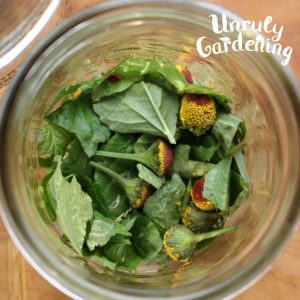 How to Grow & Use Spilanthes (Toothache Plant) - Unruly Gardening
