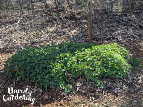 Foraging Stinging Nettle + Uses! - Unruly Gardening