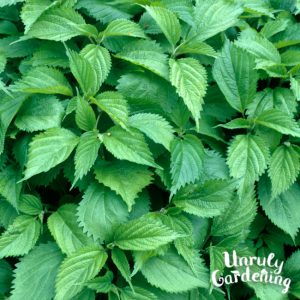 Foraging Stinging Nettle + Uses! - Unruly Gardening