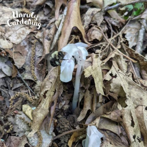All About Ghost Pipe (Monotropa uniflora) - Unruly Gardening