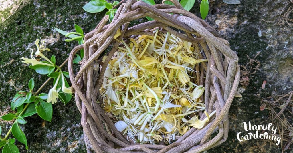 6 Uses for Honeysuckle Flowers - Unruly Gardening