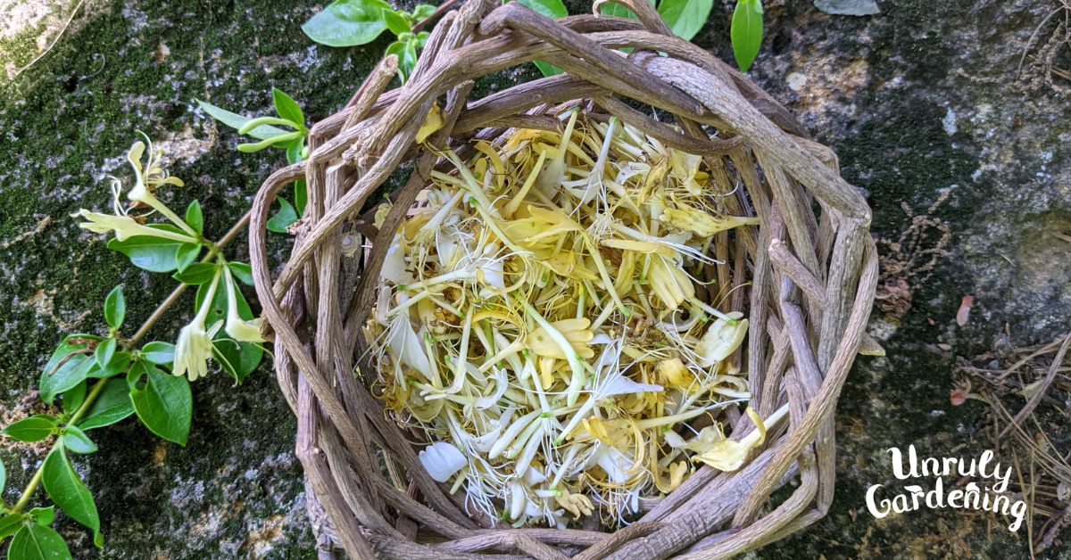 6 Uses for Honeysuckle Flowers - Unruly Gardening