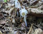 All About Ghost Pipe (Monotropa uniflora) - Unruly Gardening