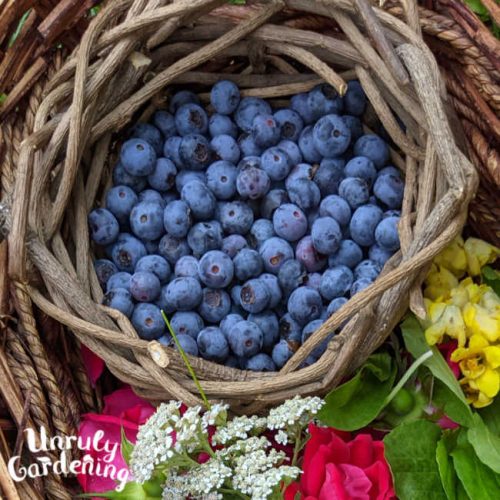 How to Freeze Summer Berries - Unruly Gardening