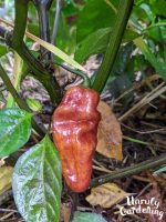 Puma Hot Peppers - Plant Spotlight - Unruly Gardening