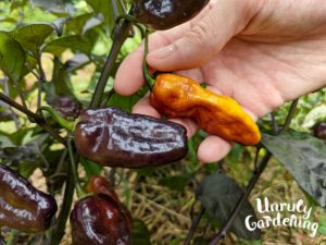 Puma Hot Peppers - Plant Spotlight - Unruly Gardening