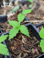 How to Grow Ginseng from Seed or Rootlets - Unruly Gardening