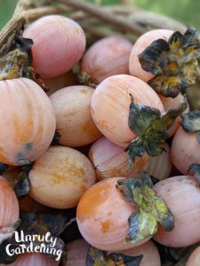 Foraging & Harvesting Wild Persimmons - Unruly Gardening