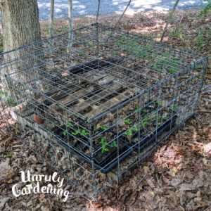 How to Grow Ginseng from Seed or Rootlets - Unruly Gardening