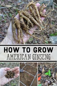 How to Grow Ginseng from Seed or Rootlets - Unruly Gardening