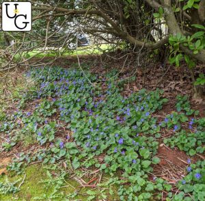 Foraging Violets: How to Identify, Harvest & Use! - Unruly Gardening