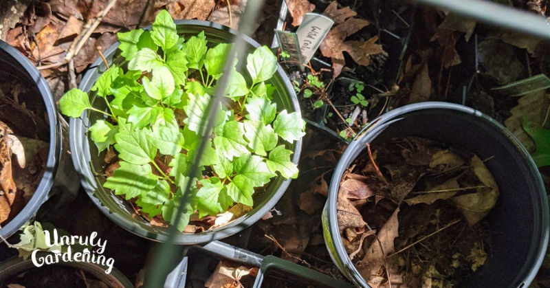 How to Grow & Use Spilanthes (Toothache Plant) - Unruly Gardening