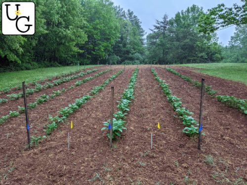 How to Chit Potatoes for Planting - Unruly Gardening