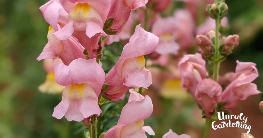 How to Grow Sweet Violets from Seed - Unruly Gardening
