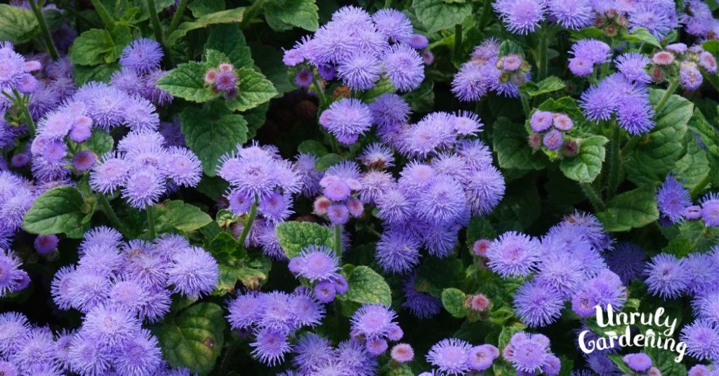 Puma Hot Peppers - Plant Spotlight - Unruly Gardening