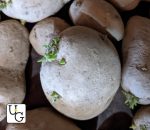 How to Chit Potatoes for Planting - Unruly Gardening