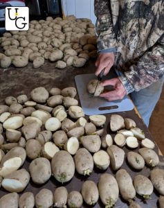 How to Chit Potatoes for Planting - Unruly Gardening