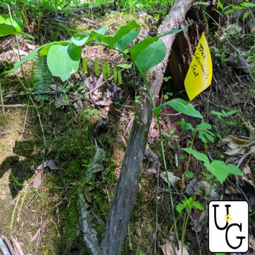 Foraging & Using Solomon's Seal (Sustainably) - Unruly Gardening