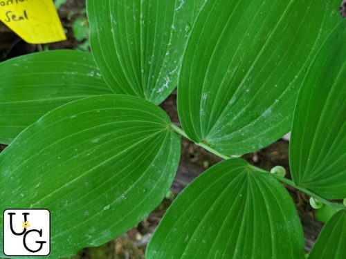 Foraging & Using Solomon's Seal (Sustainably) - Unruly Gardening