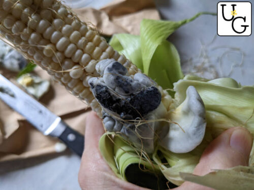 Foraging Corn Smut (Huitlacoche) & How to Cook It - Unruly Gardening