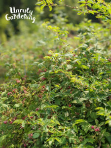 Harvesting & Using Raspberry Leaves - Unruly Gardening