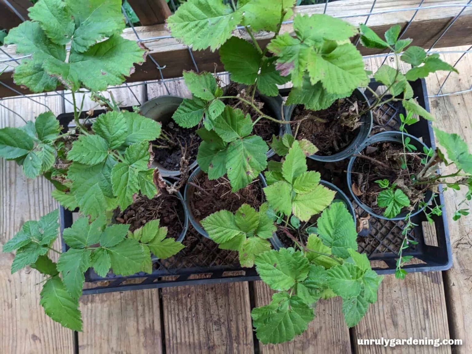 How to Plant & Grow Boysenberries - Unruly Gardening