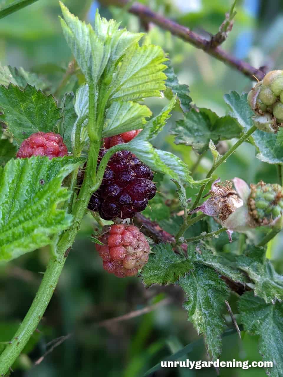 How to Plant & Grow Boysenberries - Unruly Gardening