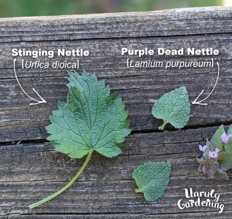 Stinging Nettle vs Dead Nettle - the differences - Unruly Gardening