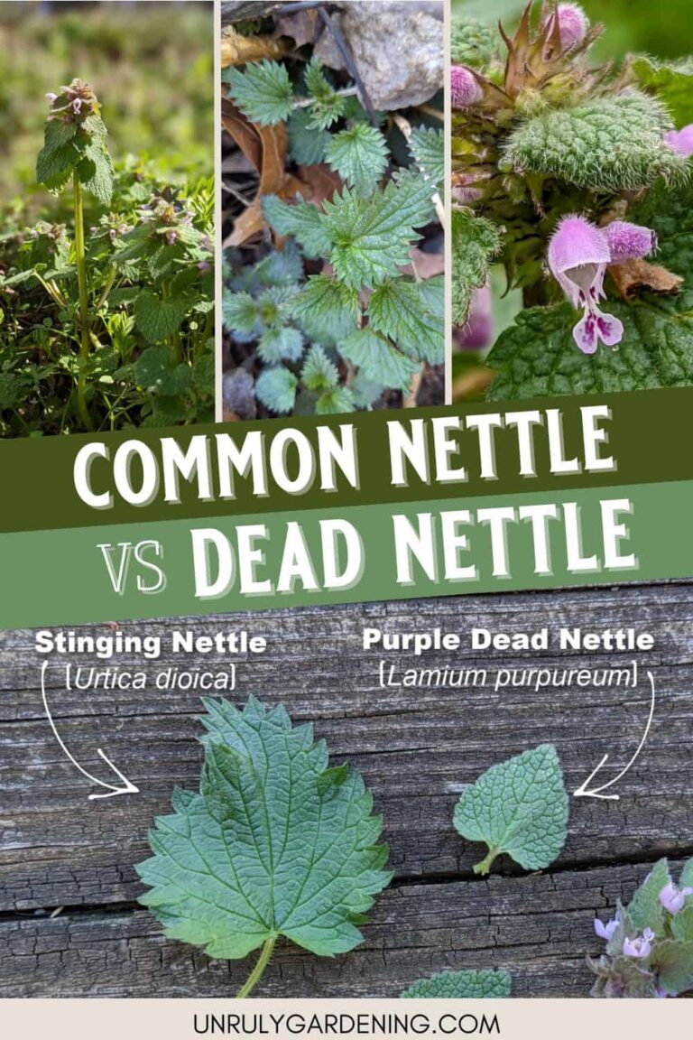 Stinging Nettle vs Dead Nettle - the differences - Unruly Gardening