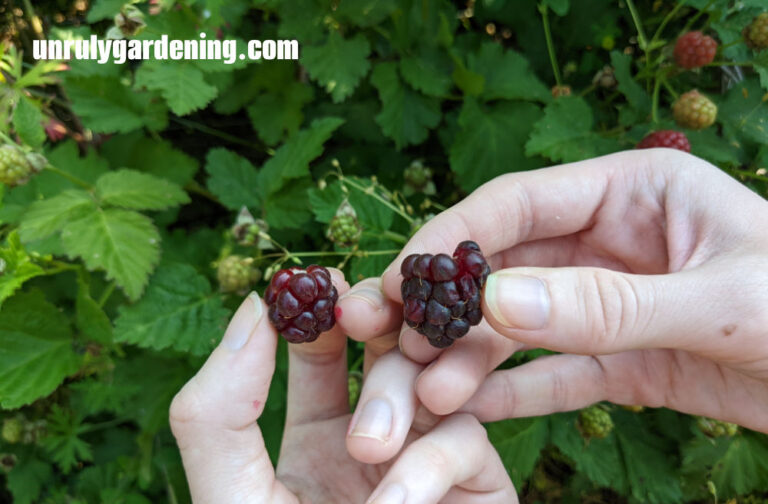 How to Plant & Grow Boysenberries - Unruly Gardening
